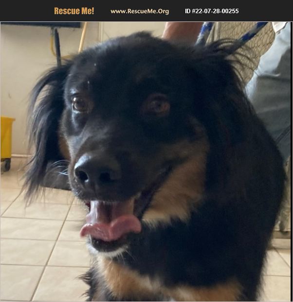 ADOPT 22072800255 ~ Gordon Setter Rescue ~ Traverse City, MI