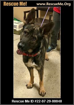 - Texas German Shepherd Rescue - ADOPTIONS - Rescue Me!