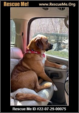 - West Virginia Dog Rescue - ADOPTIONS - Rescue Me!