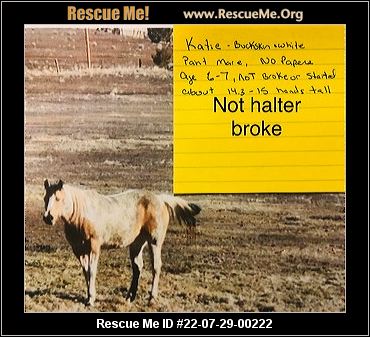 - California Horse Rescue - ADOPTIONS - Rescue Me!