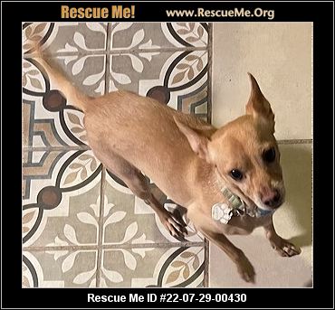 - Arizona Dog Rescue - ADOPTIONS - Rescue Me!