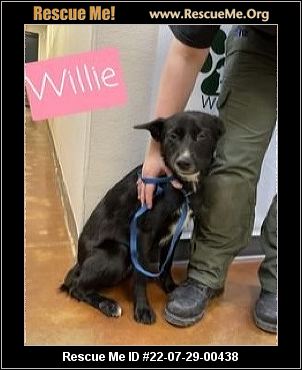 - Florida Border Collie Rescue - ADOPTIONS - Rescue Me!