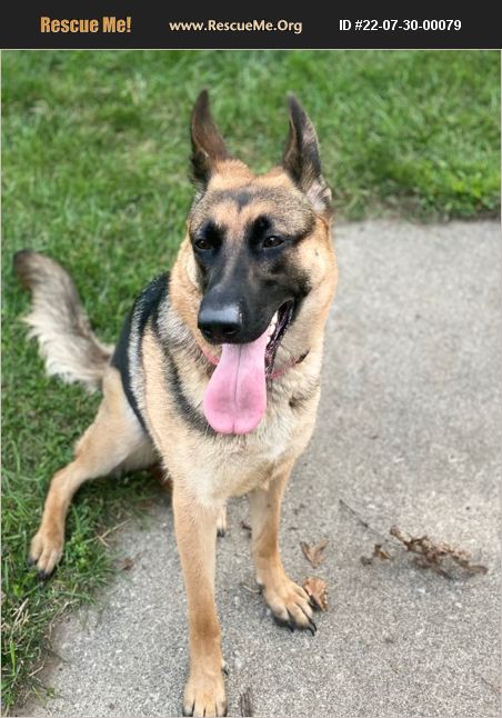 ADOPT 22073000079 ~ German Shepherd Rescue ~ Westland, MI