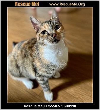 - South Carolina Cat Rescue - ADOPTIONS - Rescue Me!