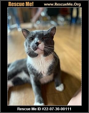 - South Carolina Cat Rescue - ADOPTIONS - Rescue Me!