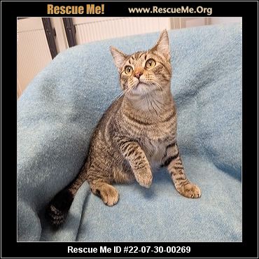 - Missouri Cat Rescue - ADOPTIONS - Rescue Me!