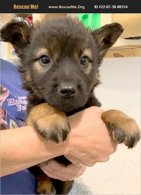 ADOPT 22073000314 ~ Keeshond Rescue ~ Thompson Falls, MT