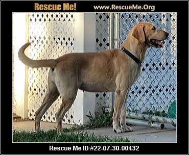 - California Dog Rescue - ADOPTIONS - Rescue Me!