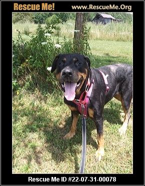 - Virginia Rottweiler Rescue - ADOPTIONS - Rescue Me!