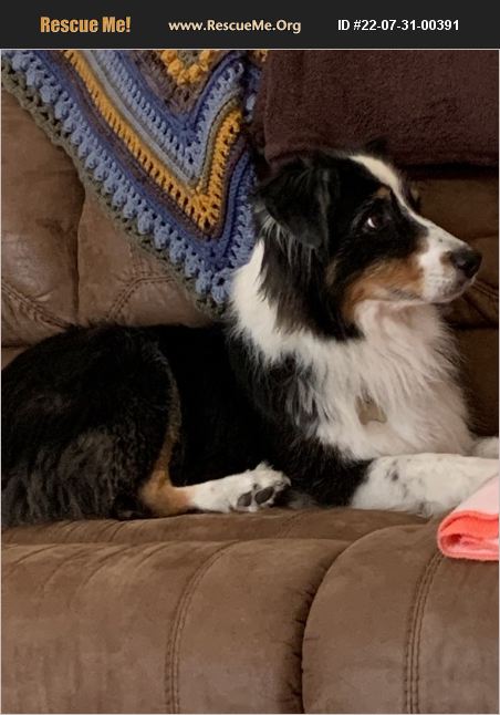 ADOPT 22073100391 ~ Australian Shepherd Rescue ~ Colorado