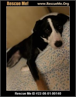 - Oregon Dog Rescue - ADOPTIONS - Rescue Me!