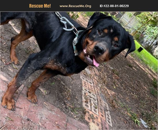 ADOPT 22080100229 ~ Rottweiler Rescue ~ Stuttgart, AR