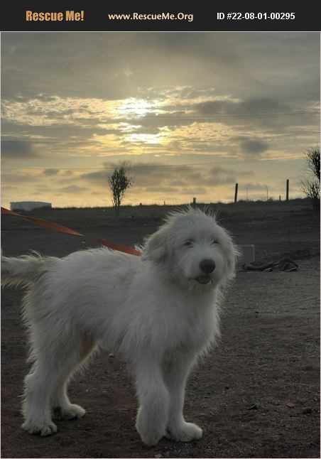 ADOPT 22080100295 ~ Old English Sheepdog Rescue ~ Chula Vista, CA