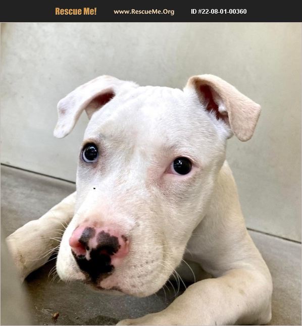 ADOPT 22080100360 ~ Pit Bull Rescue ~ San Bernardino County, CA