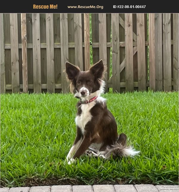 ADOPT 22080100447 ~ Border Collie Rescue ~ Parkland, FL