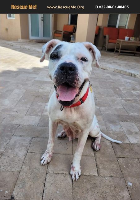 ADOPT 22080100485 ~ Boxer Rescue ~ MIAMI, FL