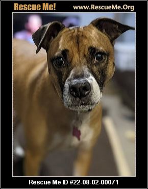 - Florida Boxer Rescue - ADOPTIONS - Rescue Me!