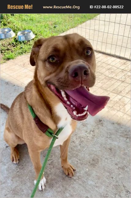 ADOPT 22080200522 ~ Boxer Rescue ~ Houston, TX