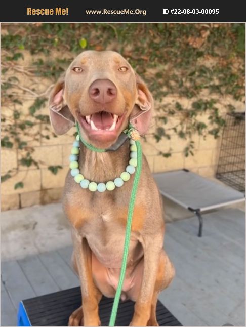 ADOPT 22080300095 ~ Weimaraner Rescue ~ Los Angeles, CA