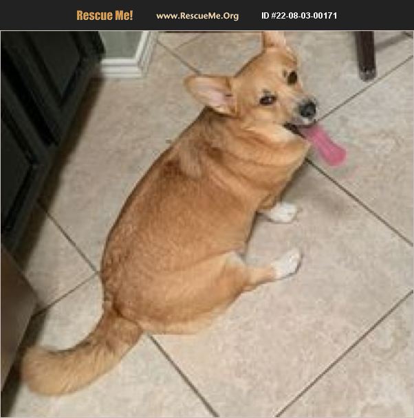 ADOPT 22080300171 ~ Corgi Rescue ~ AMARILLO, TX
