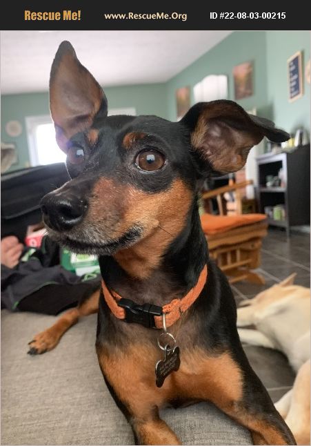 ADOPT 22080300215 ~ Miniature Pinscher Rescue ~ Dacula, GA