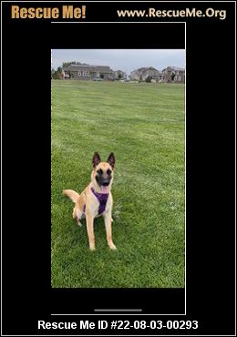 - Colorado Dog Rescue - ADOPTIONS - Rescue Me!