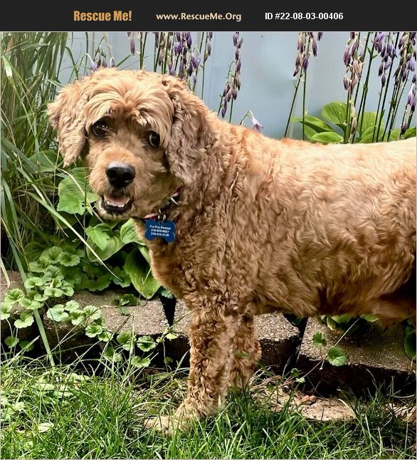ADOPT 22080300406 ~ Cockapoo Rescue ~ Lisbon, IA