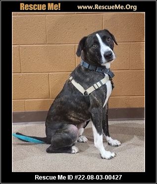 - Indiana Dog Rescue - ADOPTIONS - Rescue Me!