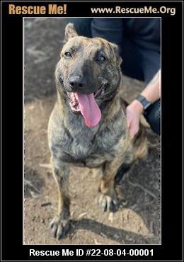 - Australia Dog Rescue - ADOPTIONS - Rescue Me!