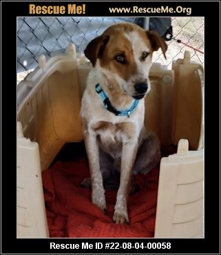 - New Mexico Dog Rescue - ADOPTIONS - Rescue Me!