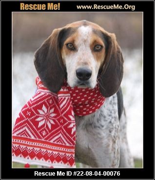 - Virginia Dog Rescue - ADOPTIONS - Rescue Me!