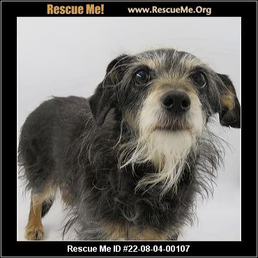 - Arizona Yorkie Rescue - ADOPTIONS - Rescue Me!