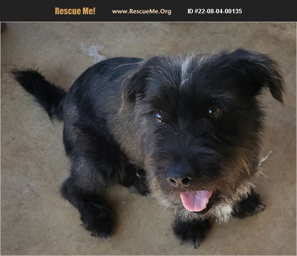ADOPT 22080400135 ~ Norfolk Terrier Rescue ~ San Antonio, TX