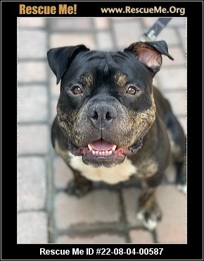 - California American Bulldog Rescue - ADOPTIONS - Rescue Me!