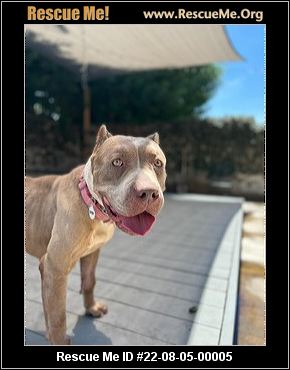 - California Pit Bull Rescue - ADOPTIONS - Rescue Me!