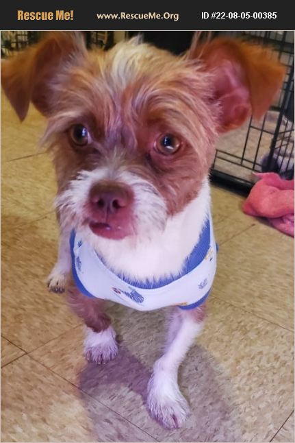 ADOPT 22080500385 ~ Affenpinscher Rescue ~ Dallas, TX