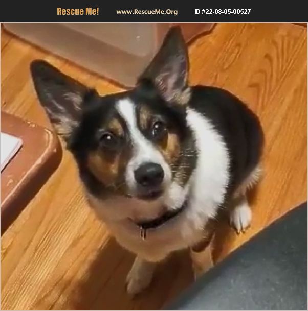 ADOPT 22080500527 ~ Corgi Rescue ~ New Braunfels, TX