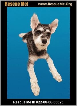 - Florida Schnauzer Rescue - ADOPTIONS - Rescue Me!