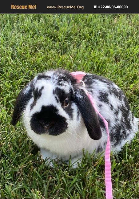 ADOPT 22080600090 ~ Rabbit Rescue ~ Chesapeake, VA