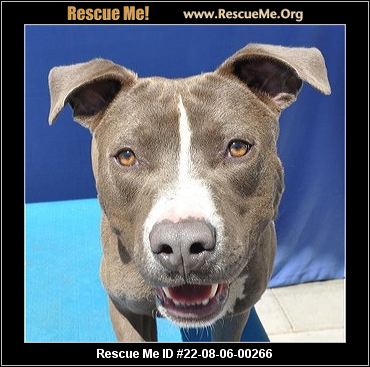 - Colorado Dog Rescue - ADOPTIONS - Rescue Me!