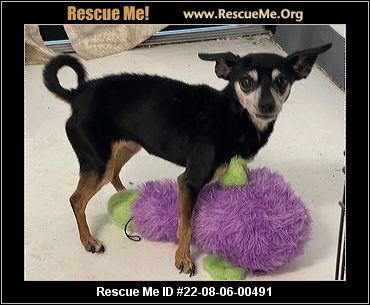 - Arizona Miniature Pinscher Rescue - ADOPTIONS - Rescue Me!