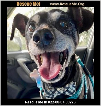 - North Carolina Dog Rescue - ADOPTIONS - Rescue Me!