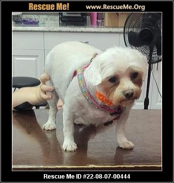 - Florida Maltese Rescue - ADOPTIONS - Rescue Me!