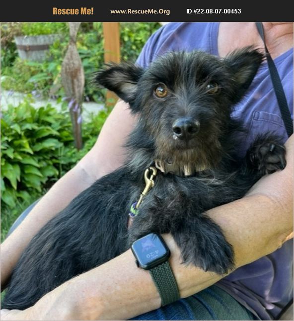 ADOPT 22080700453 ~ Scottish Terrier Rescue ~ Williston, VT