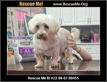 - Florida Maltese Rescue - ADOPTIONS - Rescue Me!