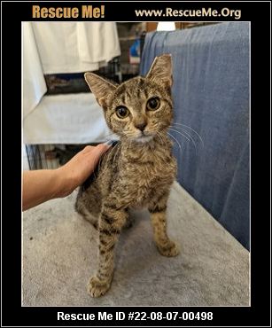 - Florida Cat Rescue - ADOPTIONS - Rescue Me!