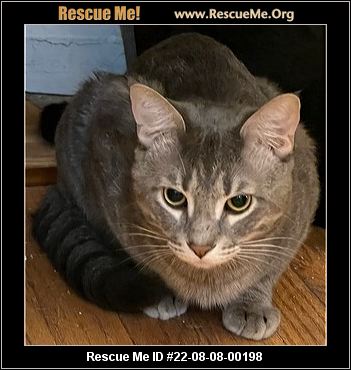- Michigan Cat Rescue - ADOPTIONS - Rescue Me!