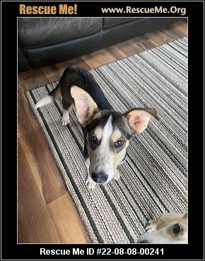 - New Mexico Dog Rescue - ADOPTIONS - Rescue Me!