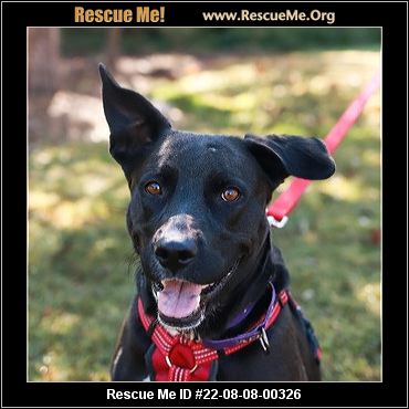 - North Carolina Dog Rescue - ADOPTIONS - Rescue Me!