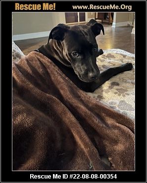 - North Carolina Dog Rescue - ADOPTIONS - Rescue Me!